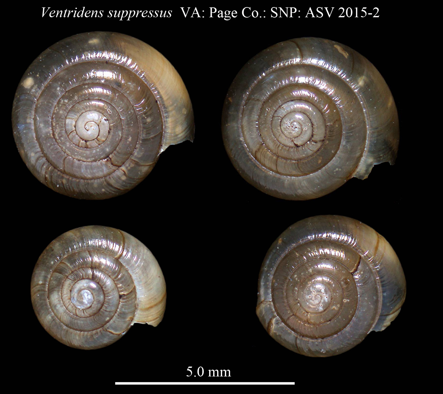 classdat.appstate.edu - /AAS/Bio/vandevenderr/SnailQuestions/